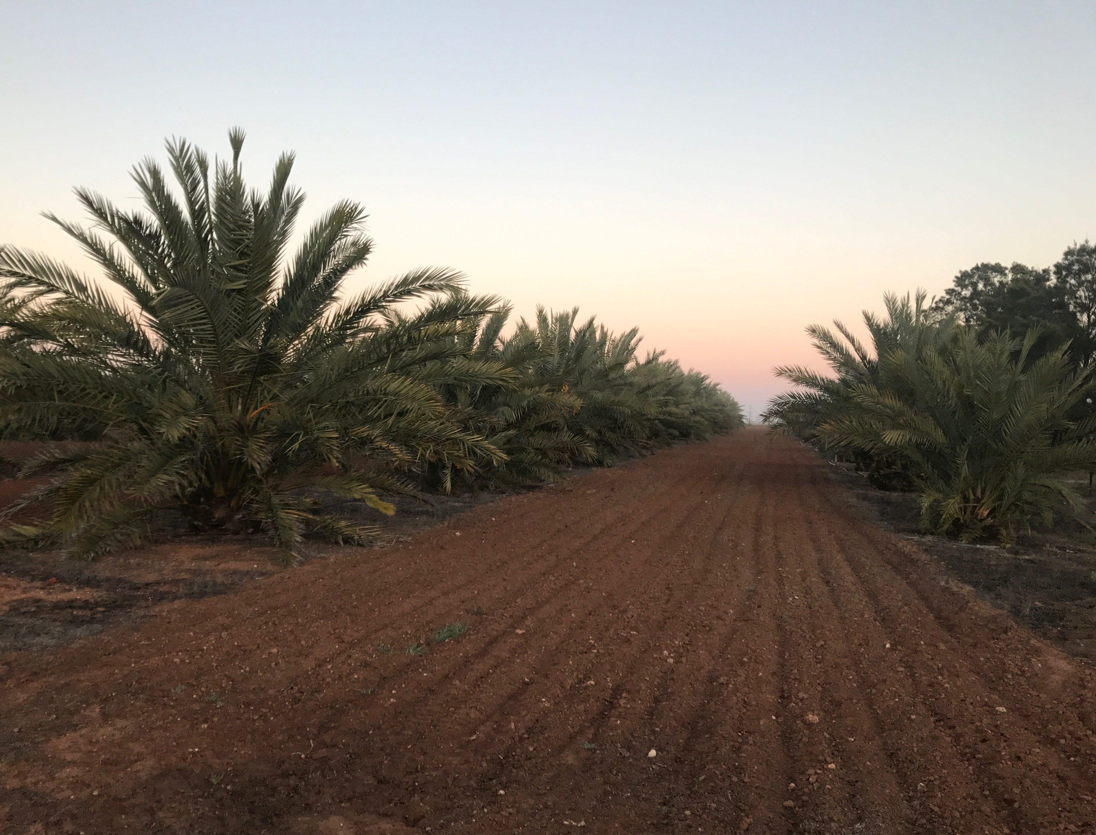 Australian Date Growers Association - Date Palms Australia